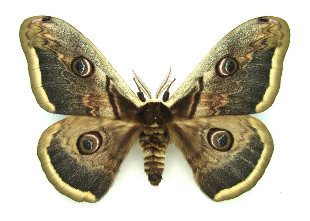 One Fantastic and Large Silk Moth PAIR M and F Saturnia Pyri Wings ...