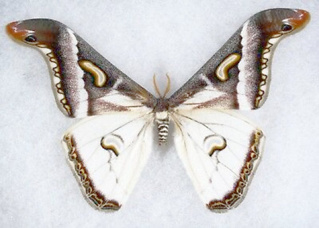 Collectors Item : A Fantastic Moth Epiphora Albida From Cameroon Wings ...