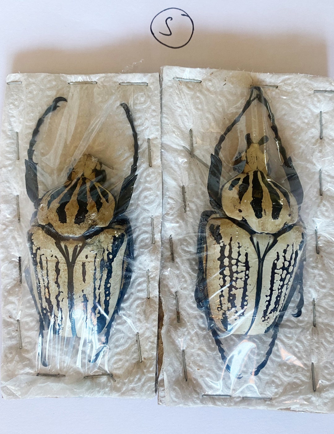 One Small PAIR ( Male and Female) African Scarab Goliathus Orientalis ...