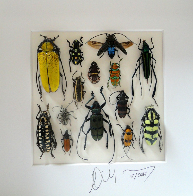 Shadow Box With Real Insects : Topquality Taxidermy Display | Etsy