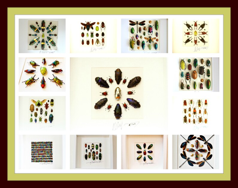 Pack of Two Hairy Scarab Beetles Bombodus Ursus A1 UNMOUNTED, for All ...