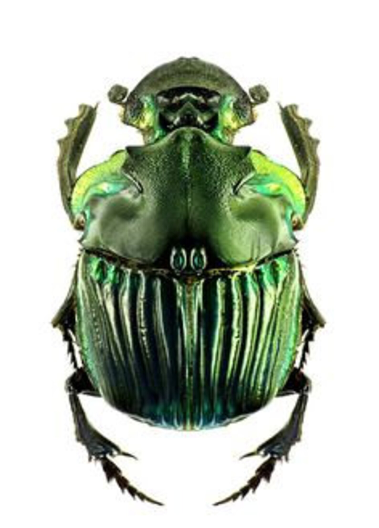 Pack of 4 Very Beautiful Scarab Beetles Diabroctis Mimas, Unmounted ...