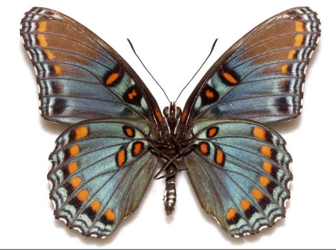 Pack of 2 Blue Butterflies Basilarchia Limenitis Astyanax Aa- Quality ...