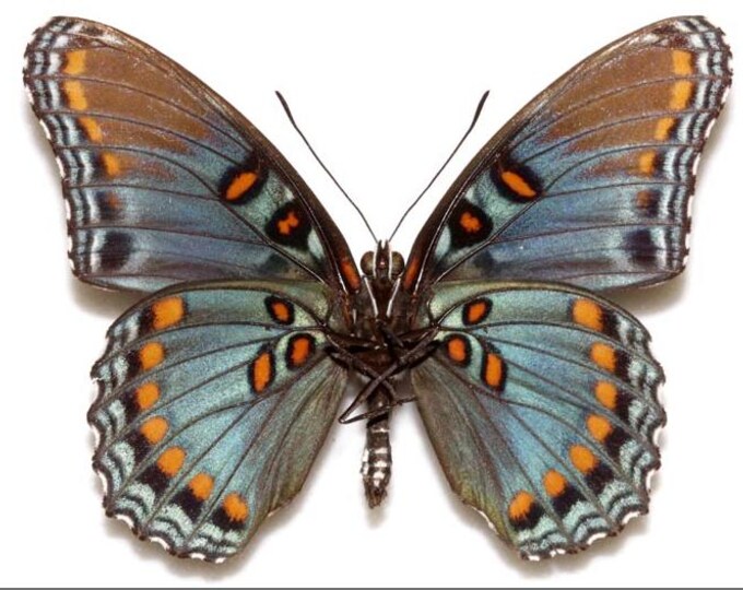 Pack of 2 Blue Butterflies Basilarchia Limenitis Astyanax Aa- Quality ...