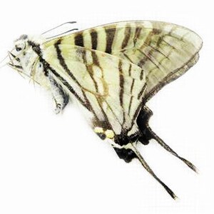 Pack of 2 Nice Swallowtail Butterflies Pazala (graphium) Eurous Closed ...