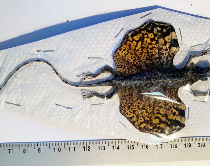 An Impressive Flying Lizard From Java Draco Volans , for All Your ...