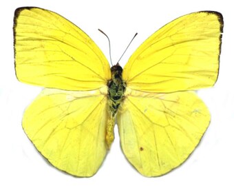 Taxidermy & Curiosities Taxidermy Pieridae Peru Wings Closed or Wings ...