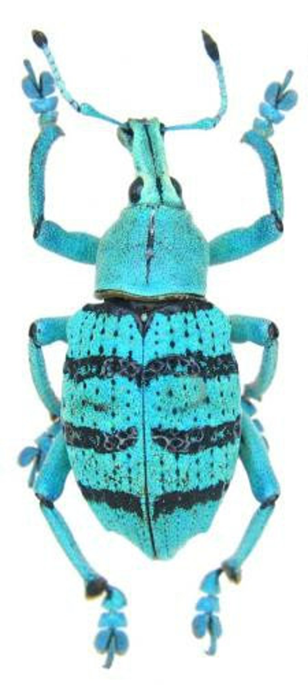 Pack of 3 Weevils Eupholus Geoffroyi for All Your Taxidermy Art ...
