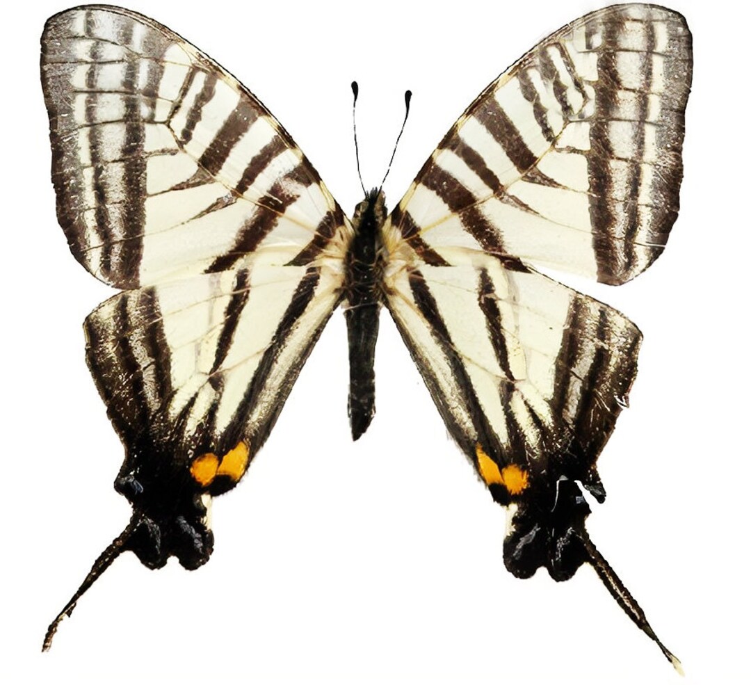 Pack of 2 Nice Swallowtail Butterflies Pazala (graphium) Eurous Closed ...