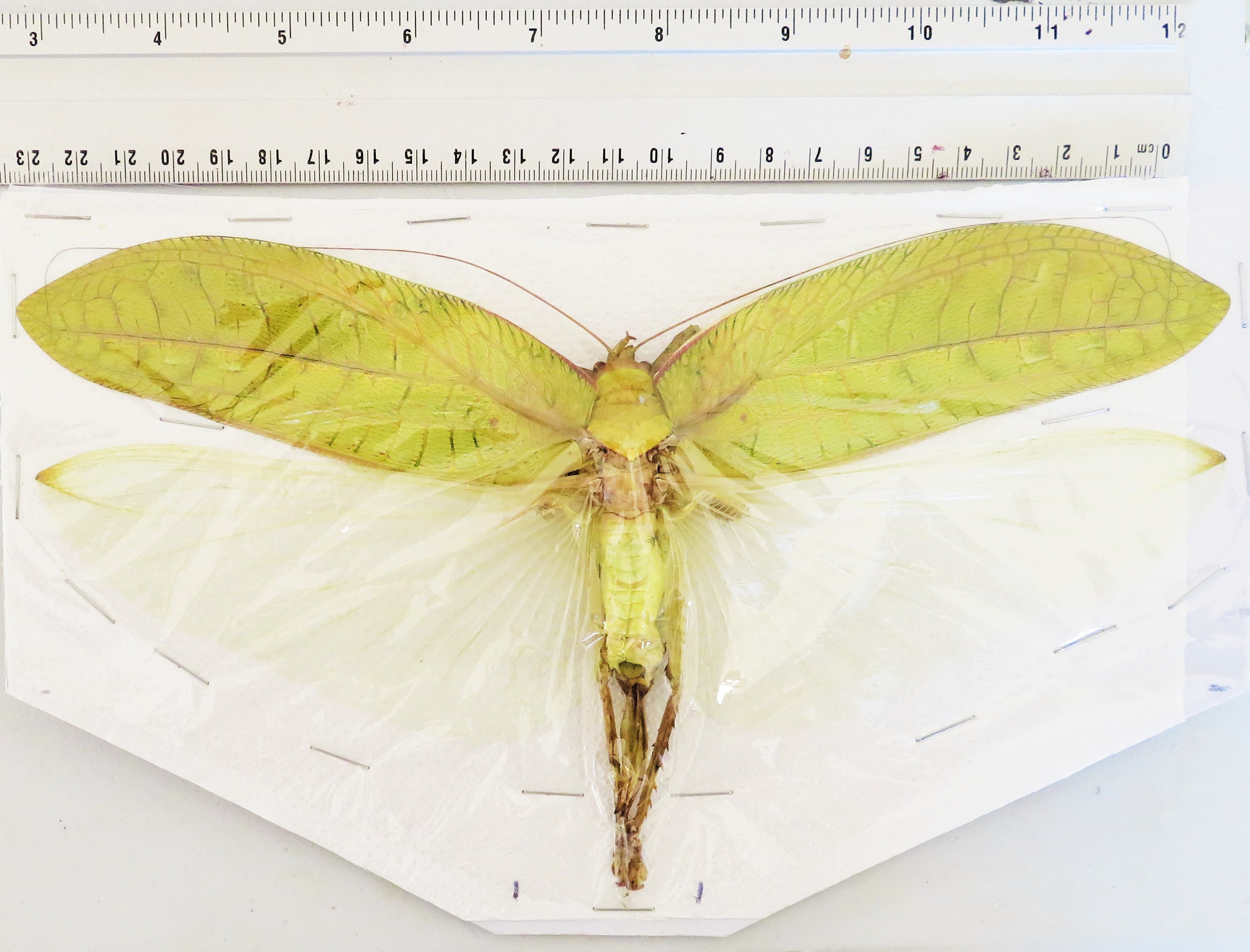 One HUGE Katydid Pseudophyllus Titan Female With Wings Open - Etsy