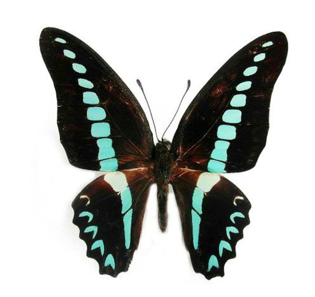 Pack of 2 Nice Swallowtail Butterflies Graphium Milon Anthedon Closed ...