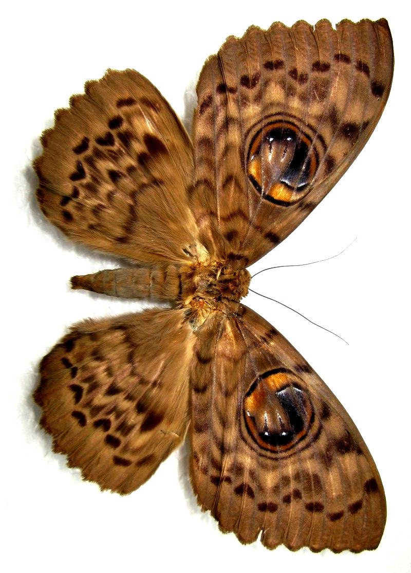 One Fantastic and Large Owl Moth Erebus Macrops Wings Closed - Etsy