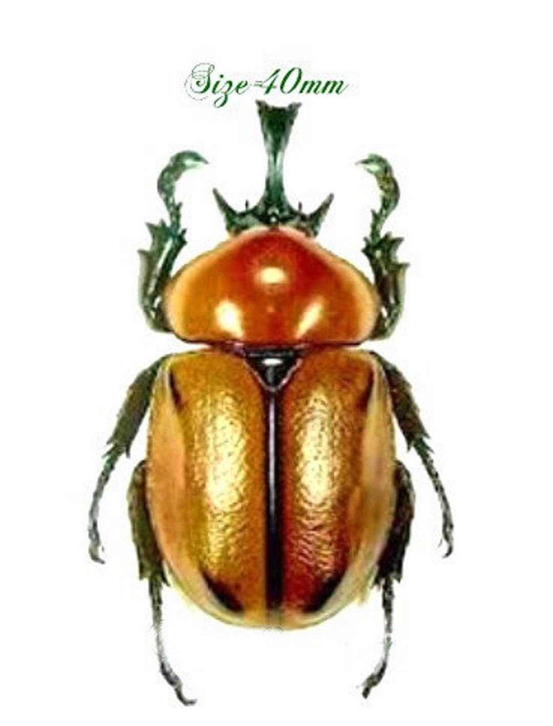 One nice rhino scarab beetle Brachysiderus quadrimaculatus A1 for all ...