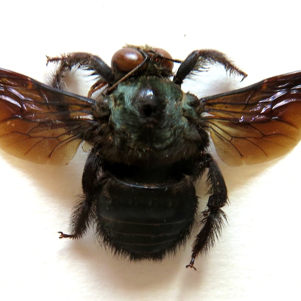 Carpenter Bee Trap - Etsy