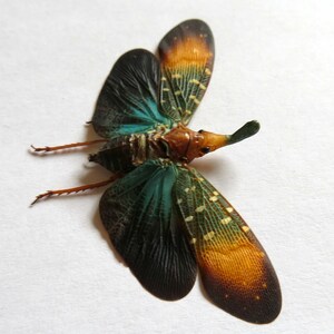 Pack of Two Lantern Bug Pyrops Gunjii With Open Wings for All Your ...