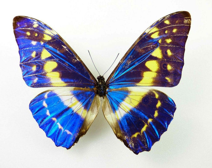 One Fantastic Morpho Cypris Cypris With OPEN Wings , Repaired , for All ...