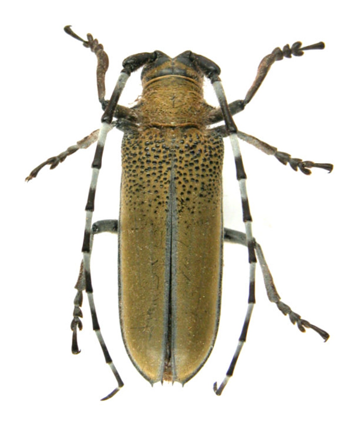 Set of 2 Large Longhorn Beetles Apriona Rugicollis From Vietnam , for ...