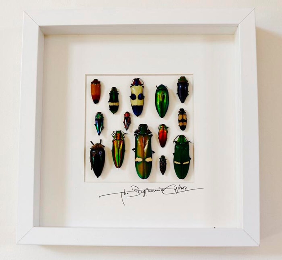 Shadow Box Taxidermy With Colorful Jewel Beetles - Etsy
