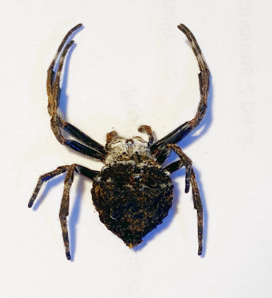 A Very Nice Spider From Madagascar Caerostris Darwini , Makes the ...