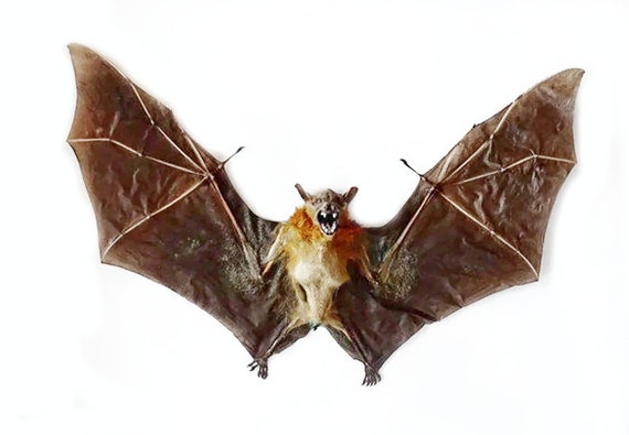 An Impressive EXTRA LARGE Bat With Open Wings Cynopterus - Etsy