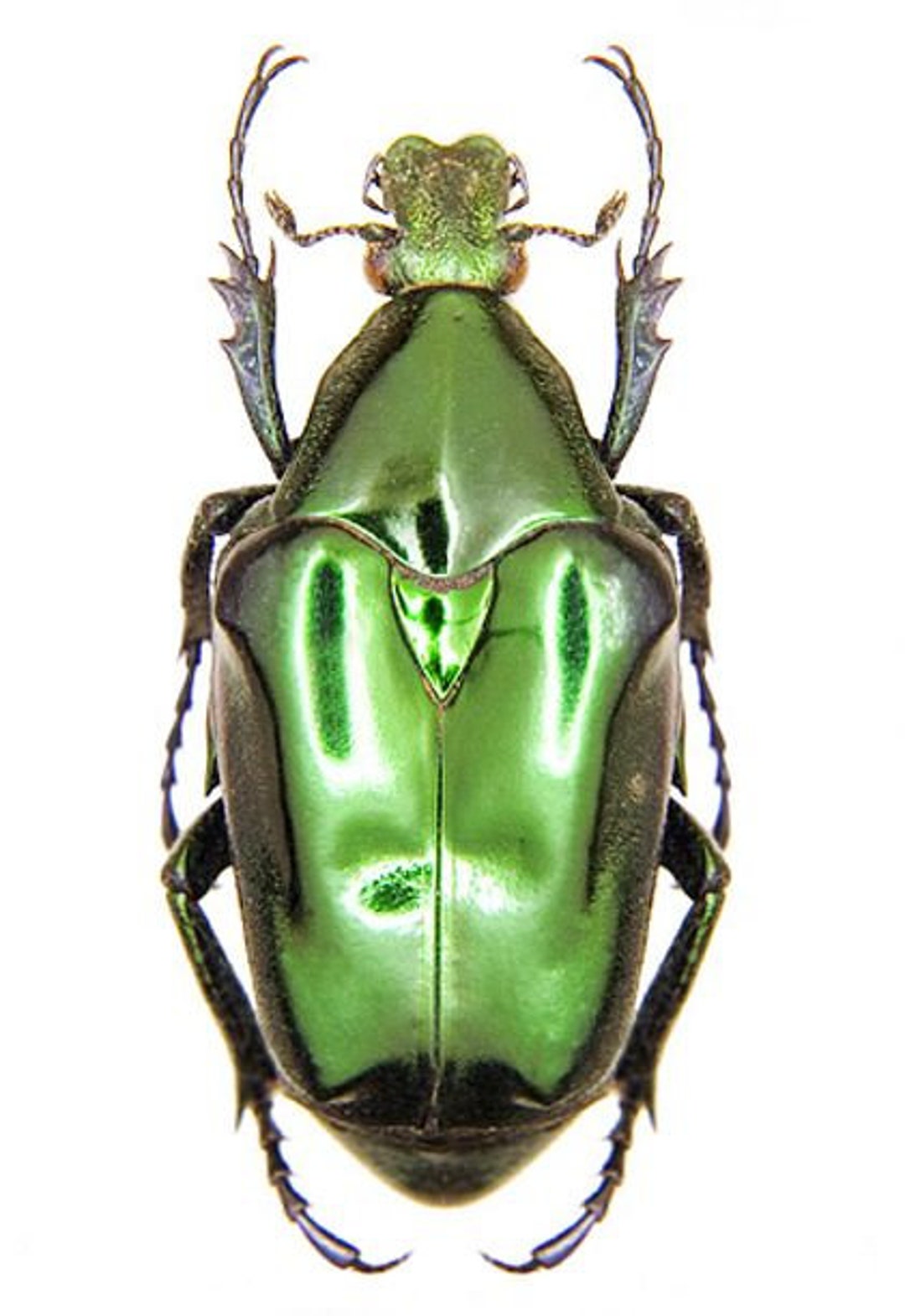 Set of 5 Shiny and Beautiful Scarab Beetles Plectrone Nonveilleri , for ...