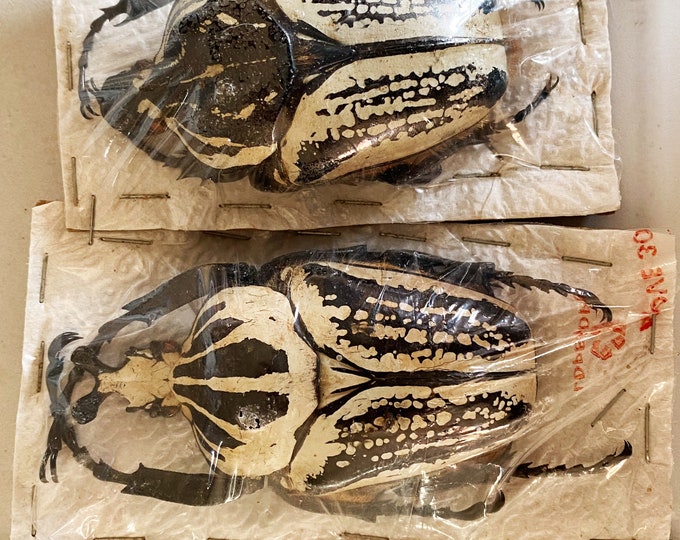 One Large PAIR African Scarab Goliathus Orientalis PREISSI Size Male 80 ...