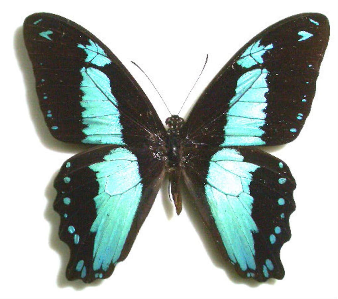 Pack of 2 papilio bromius swallowtail WS 90/100mm for framing or other ...