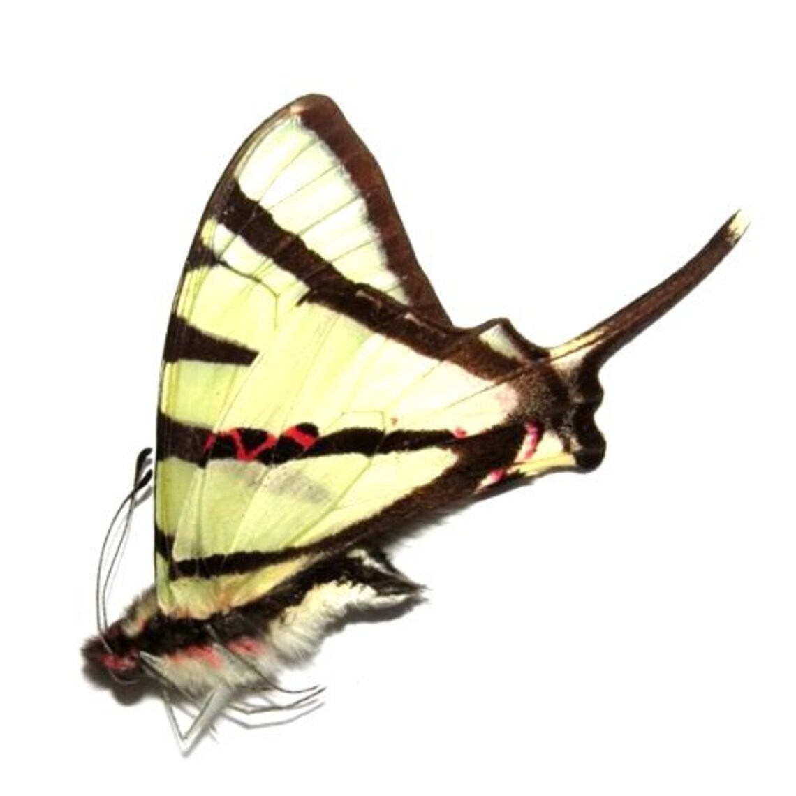 Pack of 3 swallow tails Pathysa agetes ws 80/90mm | Etsy