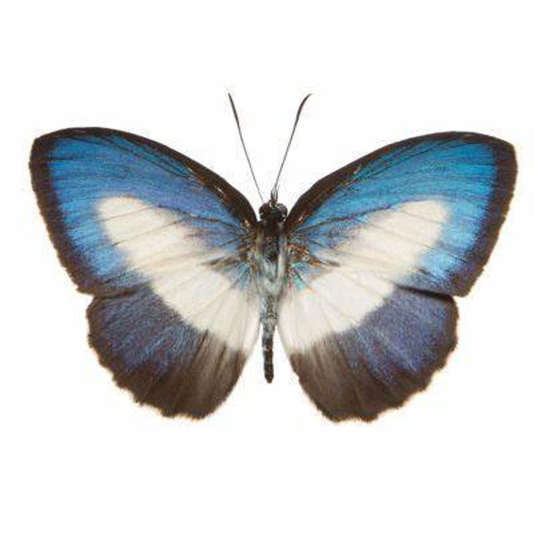 Pack of 4 Beautiful Butterflies Danis Danis Philostratus, Lycaenidae ...