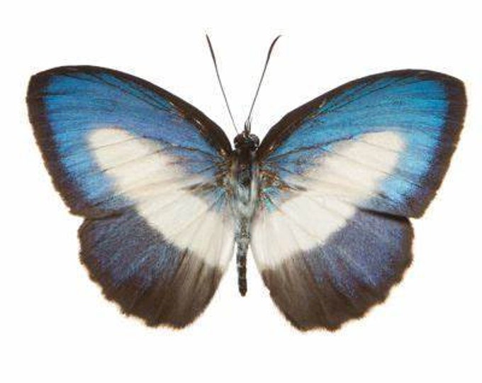 Pack of 4 Beautiful Butterflies Danis Danis Philostratus, Lycaenidae ...