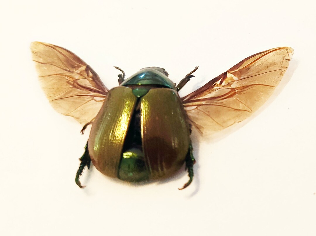 Pack of 3 Nice Golden Rutelidae Beetles Mimela Javana From Java 15mm ...