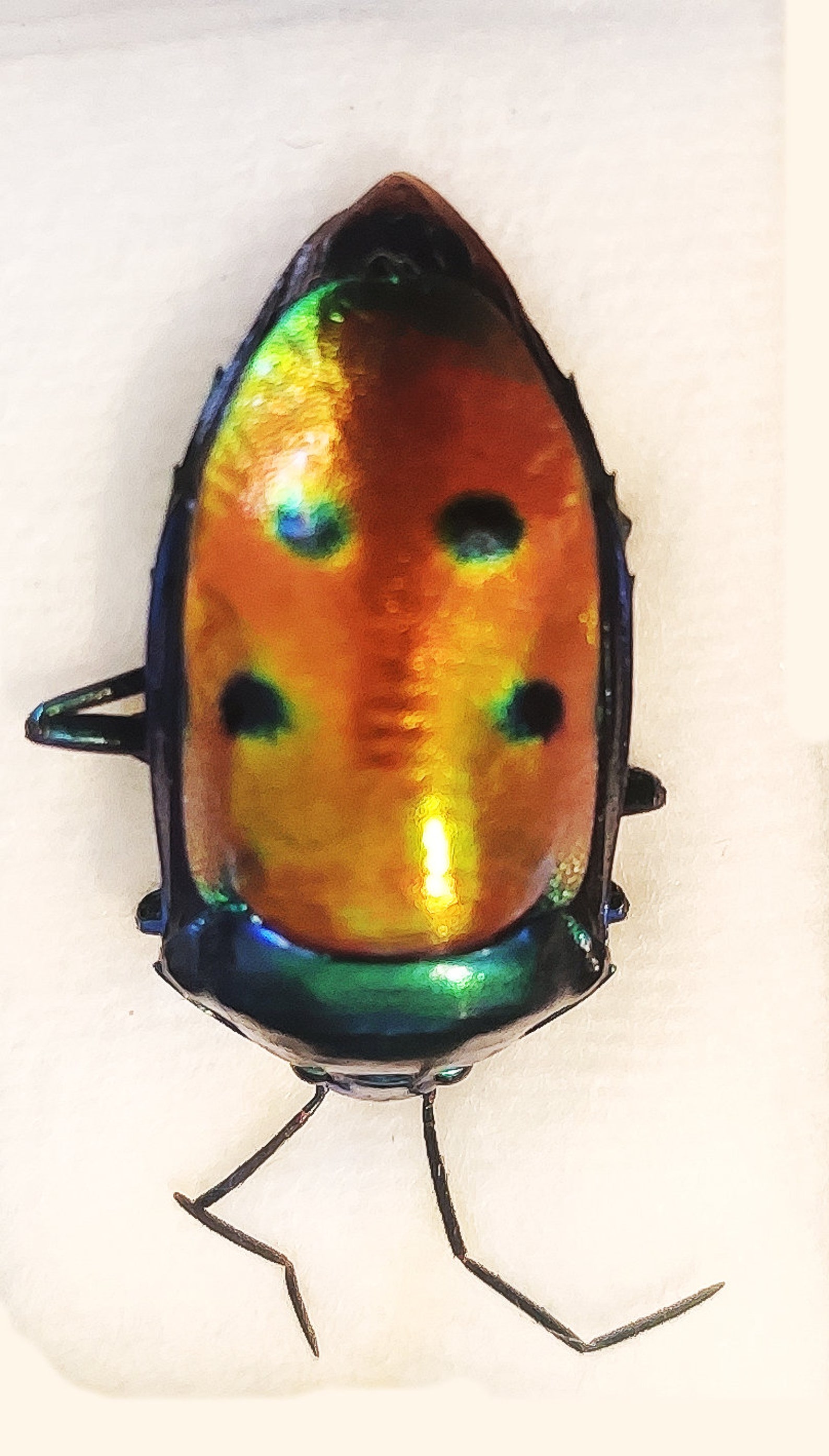 Pack of 3 Awesome Stinkbug From Indonesia Calliphara Caesar Aa- , for ...
