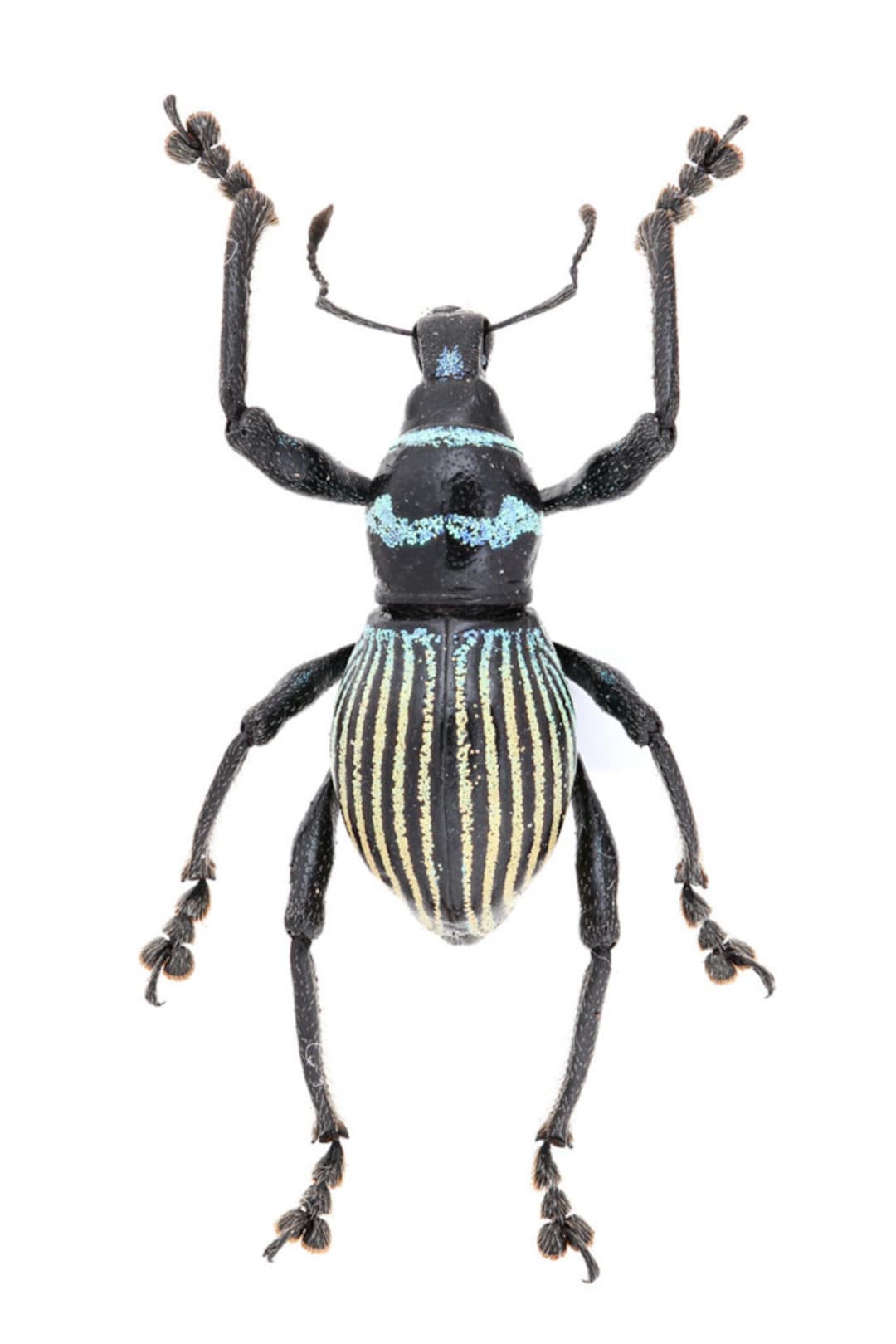 Pack of 5 Weevils Metapocyrtus Hirakui Different Colorforms UNMOUNTED ...