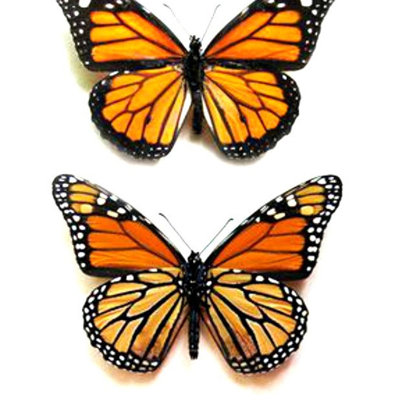 Monarch Wings - Etsy