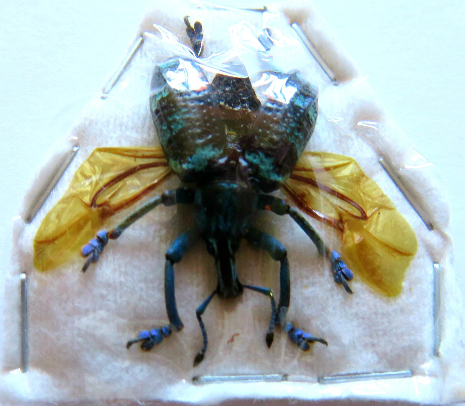 Pack of 2 Beetles Eupholus Linnei With Open Wings , Weevil for All Your ...