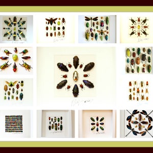 Set of Two Beautiful Longhorn Beetles Pavieia Superba for All Your ...