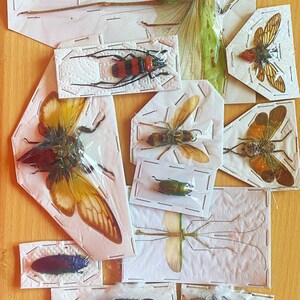 SPECIAL OFFER : Set 15 Colorful Mixed Insects A1 to Aa- Quality for the ...