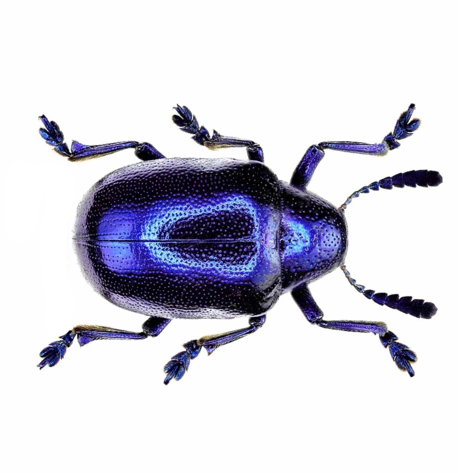 Pack of 5 Beetles Small Colorful Chrysomelidae Platycorynus Peregrines ...
