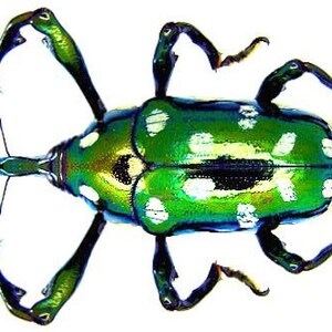 Pack of 2 Beautiful Weevils Alcidodes Ssp 3 ? Mm A1/aa- for All Your ...