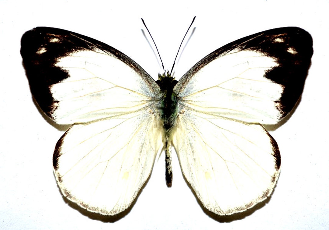 Pack of 5 Nice Butterflies Appias Indra Ssp With Closed Wings A1 to Aa ...