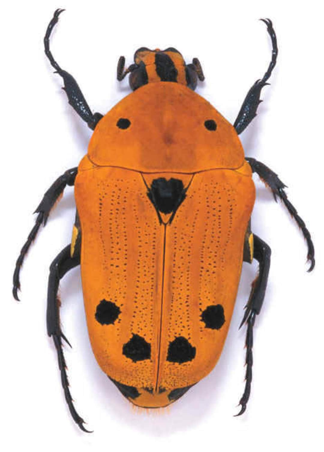 Pack of 3 Yellow Scarab Beetles Euchroea Auripimenta, A1 to Aa ...