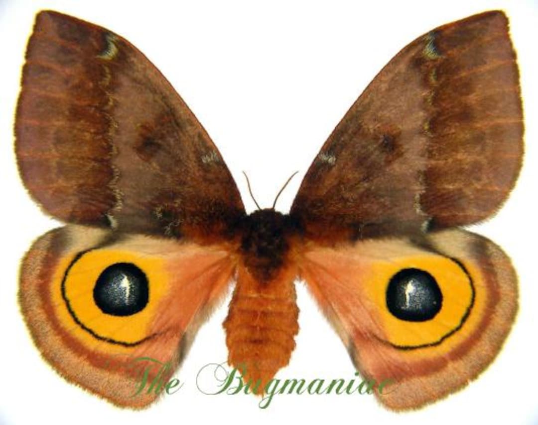 One Pair of Silk Moth Automeris Io Lilith M and F With Wings Closed, A1 ...