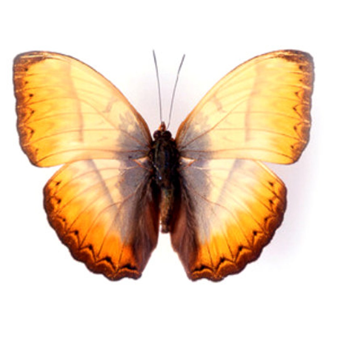 Pack of 3 Butterflies A1 Cymothoe Reinholdi With Closed Wings for All ...