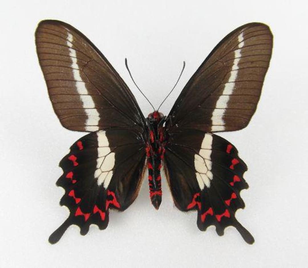 One Pair Male and Female Swallowtail Butterflies Parides Bunichus ...