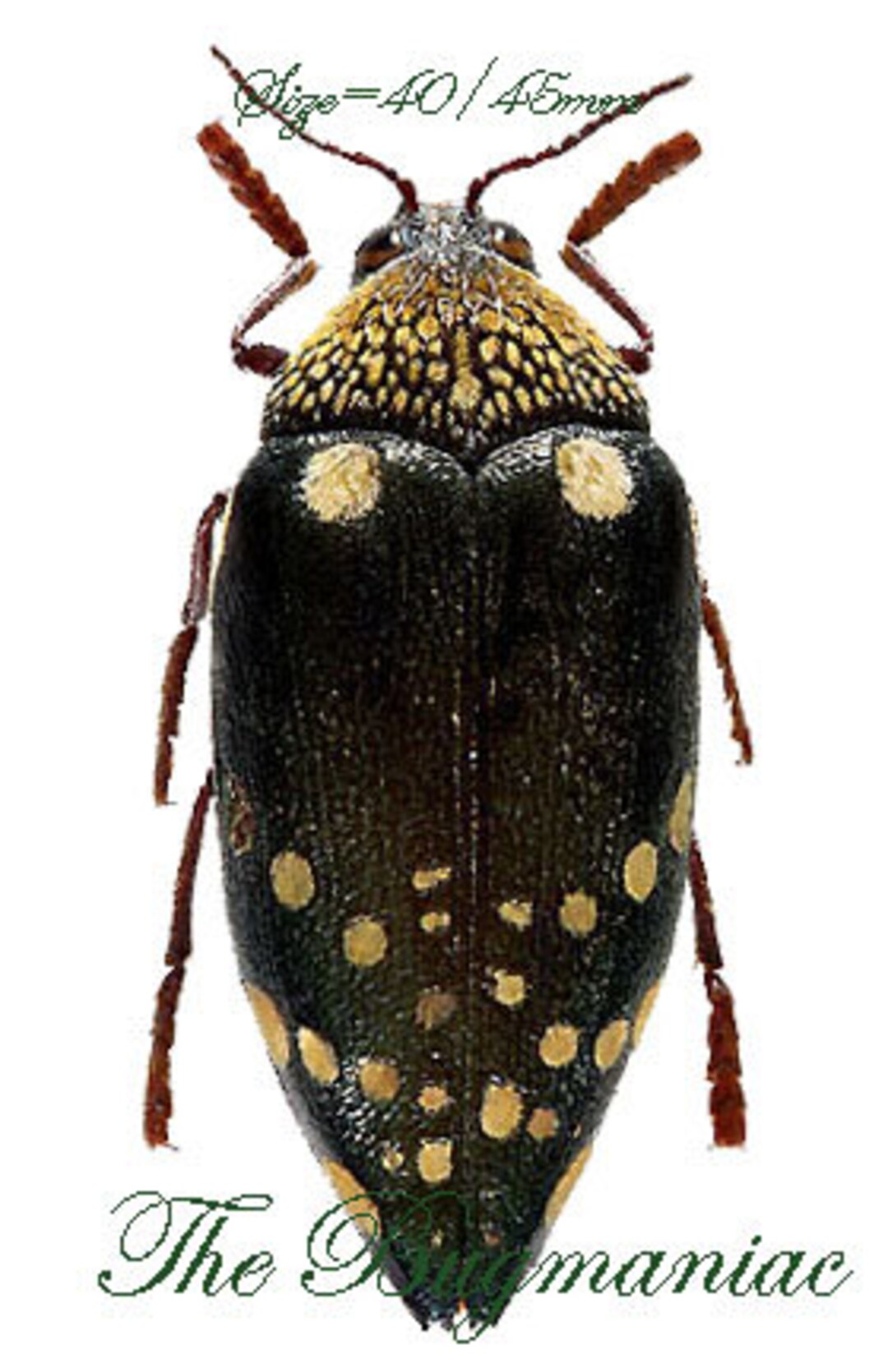 Pack of TWO Jewel Beetles Sternocera Castanea Boucardi 50/55 Mm for All ...