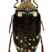 Pack of TWO Jewel Beetles Sternocera Castanea Boucardi 50/55 Mm for All ...