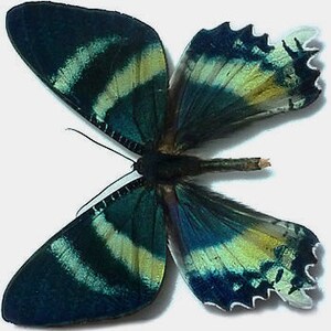 One Large and Marvelous Moth Alcides Liris From Halmahera , Uranidae ...