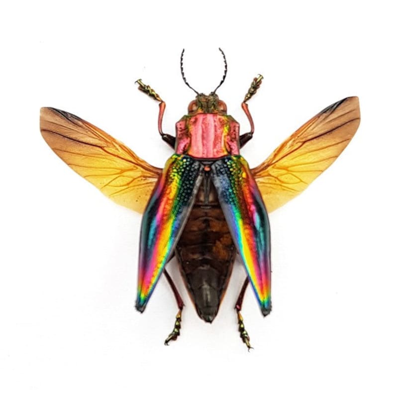 Jewel Beetle Wings - Etsy