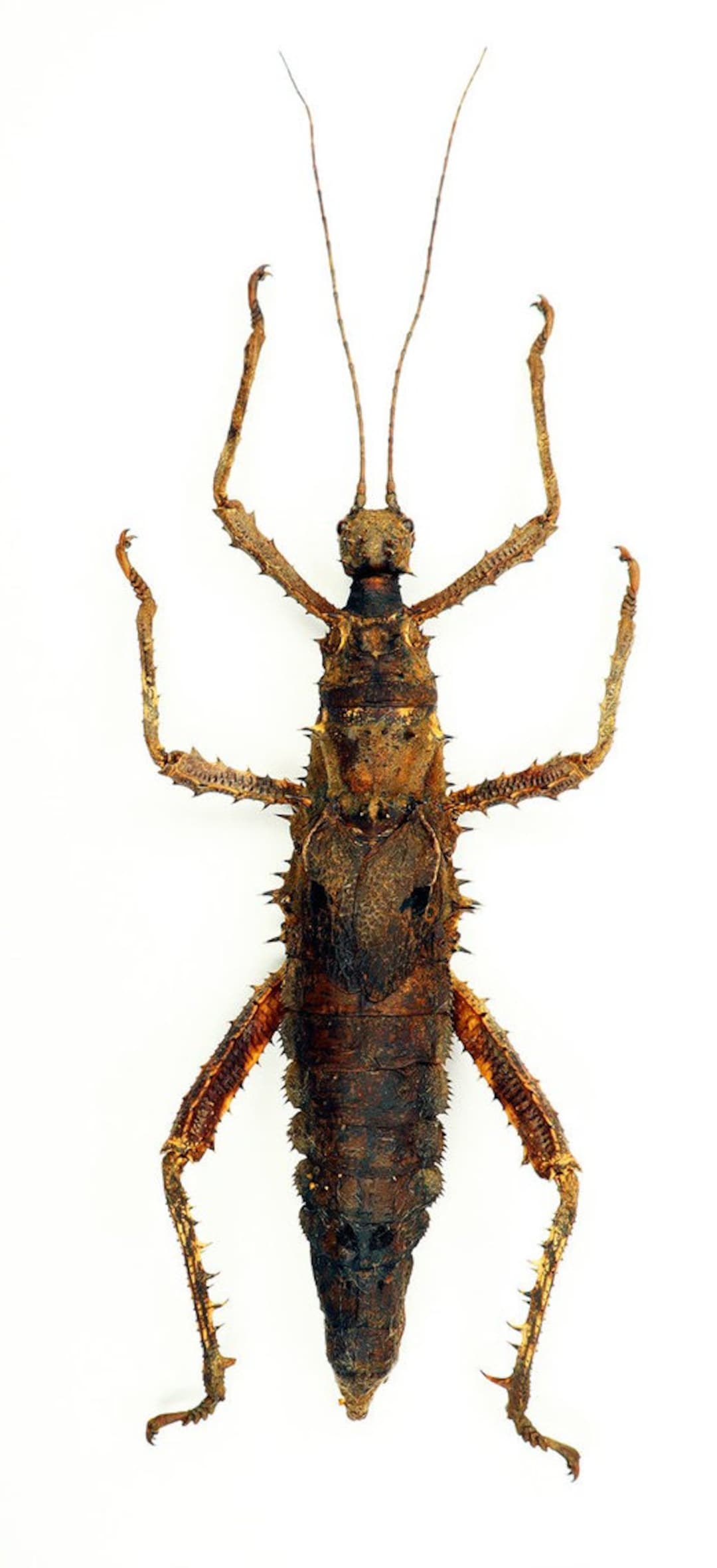 One Impressive Stick Insect Haaniella Echinata Female A1 Quality for All Your Taxidermy Art ...
