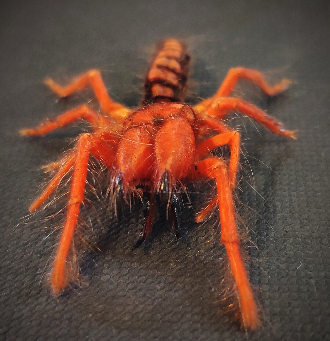 Camel Spider Size Record